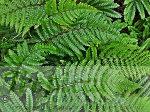 Ferns from Tropical Britain - Hardy Ferns - Exotic Plants Online