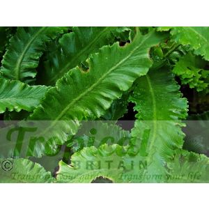 Asplenium trichomanes from Tropical Britain - Maidenhair Spleenwort