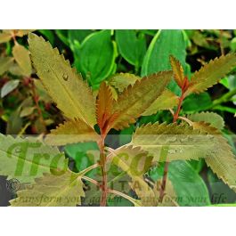 Haloragis erecta 'Wellington Bronze' from Tropical Britain