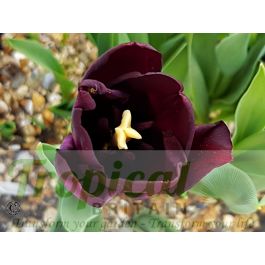 Tulipa 'Cafe Noir' from Tropical Britain