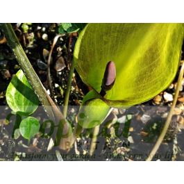 Arum apulum from Tropical Britain - Apulian Arum