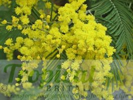 Acacia dealbata from Tropical Britain