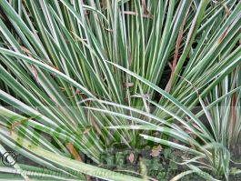 Acorus gramineus 'Variegatus' from Tropical Britain