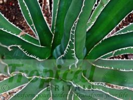 Agave lechuguilla from Tropical Britain