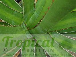 Agave lechuguilla from Tropical Britain