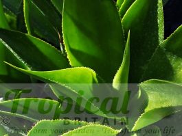 Agave mitis var. mitis from Tropical Britain