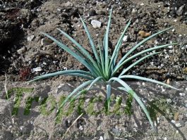 Agave striata ssp striata from Tropical Britain