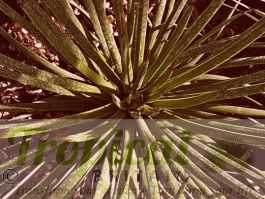 Agave stricta Rubra from Tropical Britain