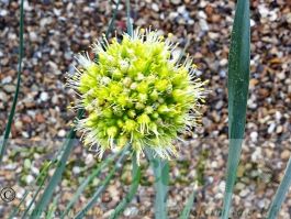 Allium obliquum from Tropical Britain