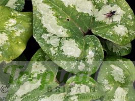 Asarum splendens from Tropical Britain