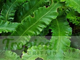 phyllitis angustifolia