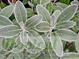 Brachyglottis 'Drysdale' from Tropical Britain