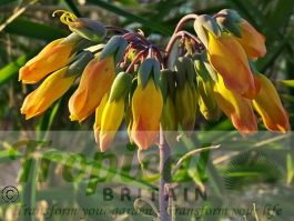 does bryophyllum need sunlight