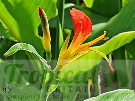 Canna patens from Tropical Britain