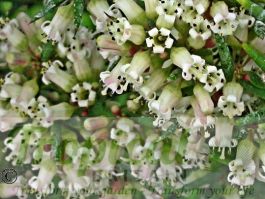 Colletia hystrix from Tropical Britain