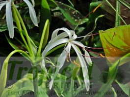 Crinum moorei 'Album' from Tropical Britain - Natal Lily