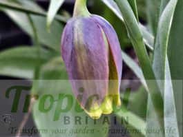 Fritillaria uva-vulpis from Tropical Britain