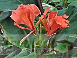 Hedychium greenii from Tropical Britain