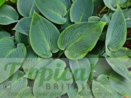 Hosta 'Halcyon' from Tropical Britain
