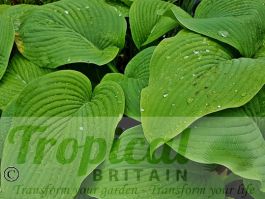 Hosta 'T. Rex' from Tropical Britain