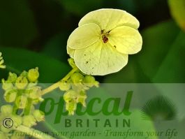 Hydrangea peruviana from Tropical Britain - (Syn: Hydrangea seemannii)