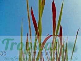 Imperata cylindrica 'Rubra' from Tropical Britain