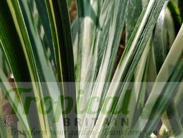 Iris foetidissima 'Variegata' from Tropical Britain