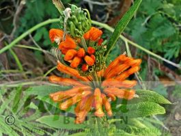 Leonotis leonurus from Tropical Britain - Lion's Tail, Wild Dagga