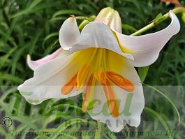 Lilium regale from Tropical Britain