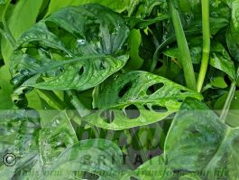 Monstera adansonii from Tropical Britain