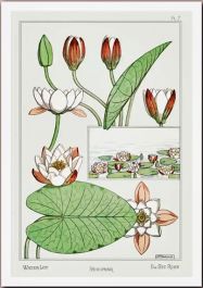 Vintage Botanical Print - Nymphaea alba - White Waterlily - Nenuphar
