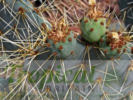 Opuntia robusta from Tropical Britain