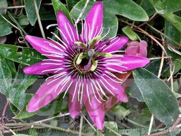 Passiflora x violacea 'Victoria' from Tropical Britain