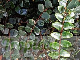 Pellaea rotundifolia from Tropical Britain - Button Fern