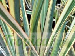 Phormium 'Golden Ray' from Tropical Britain