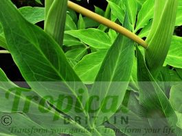 Pinellia pedatisecta from Tropical Britain