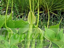 Pinellia tripartita from Tropical Britain