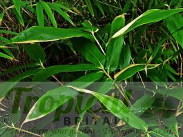 Sasa palmata 'Nebulosa' from Tropical Britain