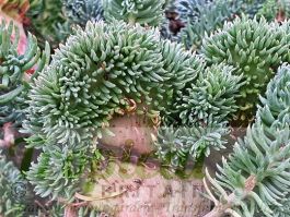 Sedum reflexum forma cristatum from Tropical Britain - Crested Stonecrop