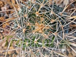Stenocactus multicostatus from Tropical Britain - Brain Cactus, Wave Cactus