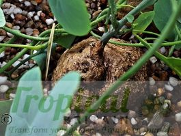 Stephania venosa from Tropical Britain