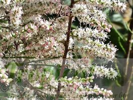 Tamarix chinensis from Tropical Britain