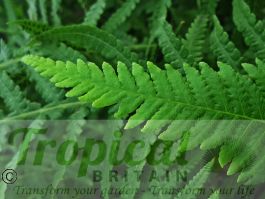 Thelypteris decursive-pinnata from Tropical Britain - Japanese Beech Fern