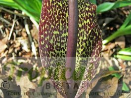 Buy Typhonium venosum from Tropical Britain - (Syn. Sauromatum venosum ...