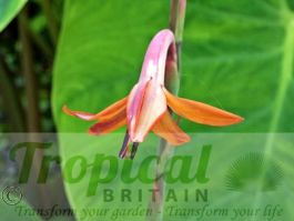 Watsonia meriana var. bulbillifera from Tropical Britain