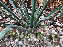 Yucca constricta from Tropical Britain