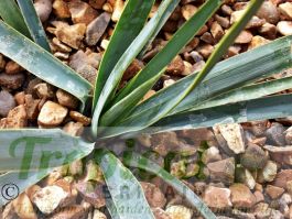 Yucca rigida from Tropical Britain