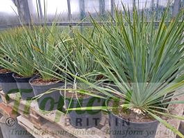 Yucca rostrata from Tropical Britain - Beaked Yucca