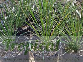 Yucca thompsoniana from Tropical Britain